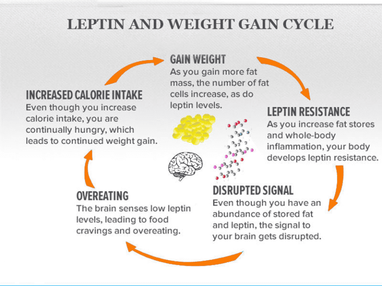 Leptin Resistance Treatment for Weight Loss - Dynamic Ideas 4 Life